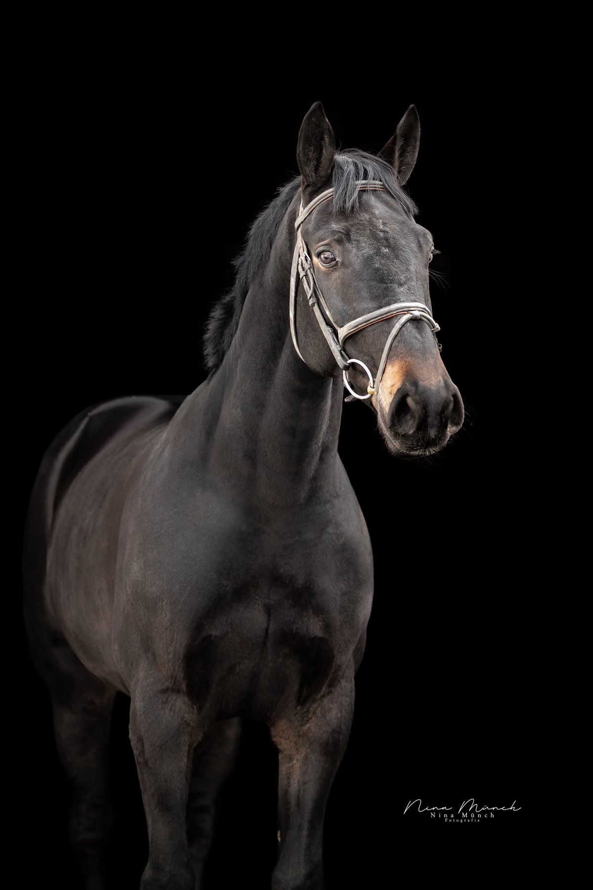 Home [www.berger-sportpferde.de]